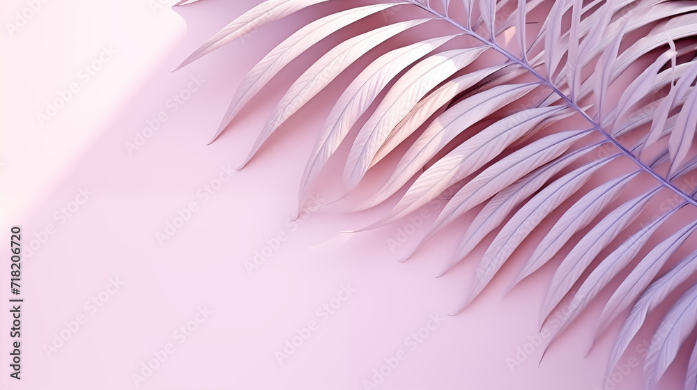 Feuille de palmier sur fond rose, mauve. Jeu d'ombre et de lumière ...