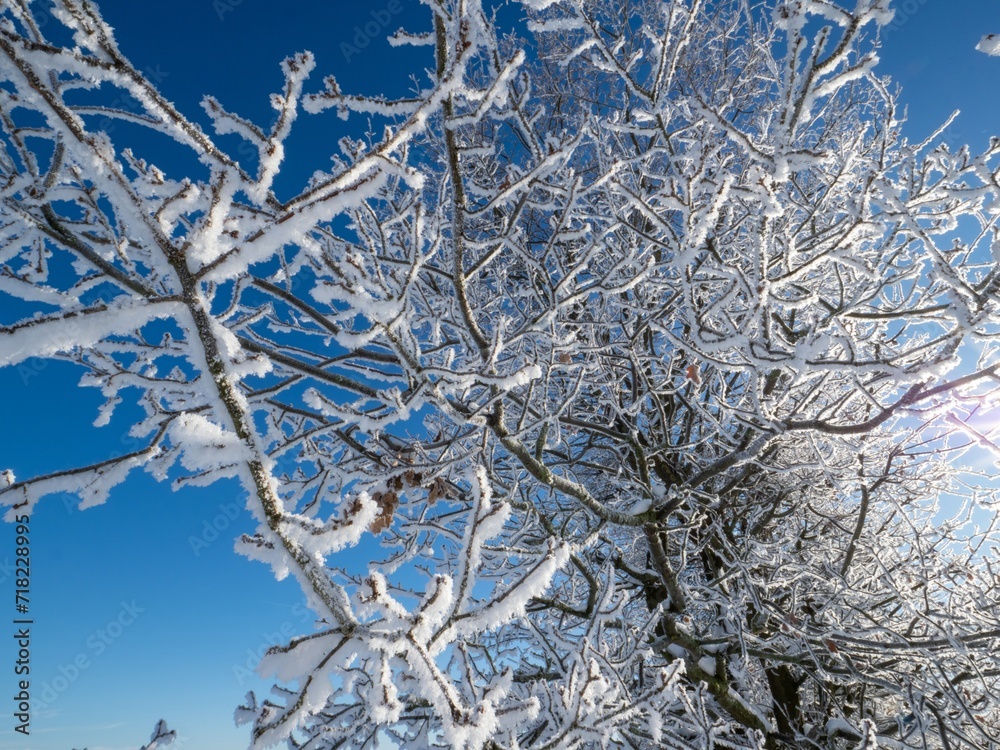 Winter landscape with snow-covered trees and plants Stock Photo | Adobe ...