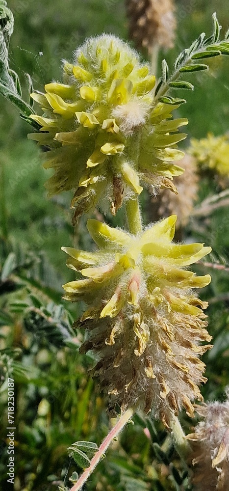 Astragalus alopecurus centralpinus, is a species of milkvetch in the ...