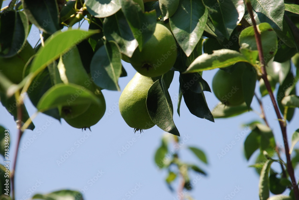 Pear tree with fruits. Under the sun, many green pears grew on a low ...