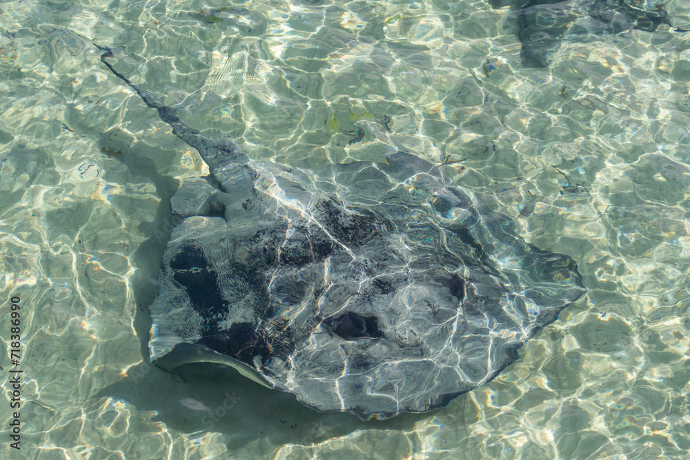 A Black Stingray (over 1m in diameter) swimming alongside Point Turton ...