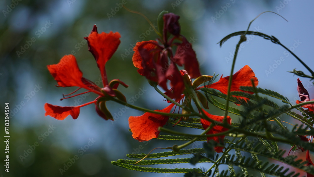 Delonix regia (Also called pohon Semarak Api, Flamboyan, royal ...