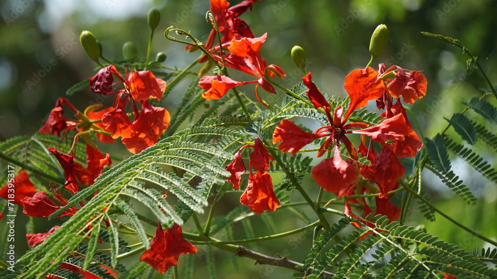 Delonix regia (Also called pohon Semarak Api, Flamboyan, royal ...
