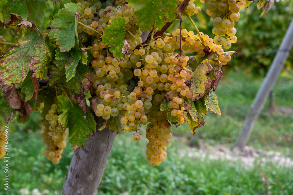 Harvest time in Cognac white wine region, Charente, ripe ready to ...