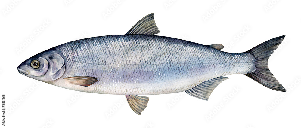 Watercolor common whitefish or European whitefish (Coregonus lavaretus ...