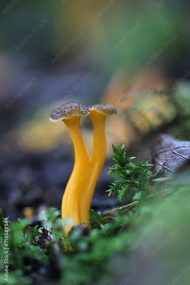 Yellow Foot, Craterellus lutescens, also known as Cantharellus ...