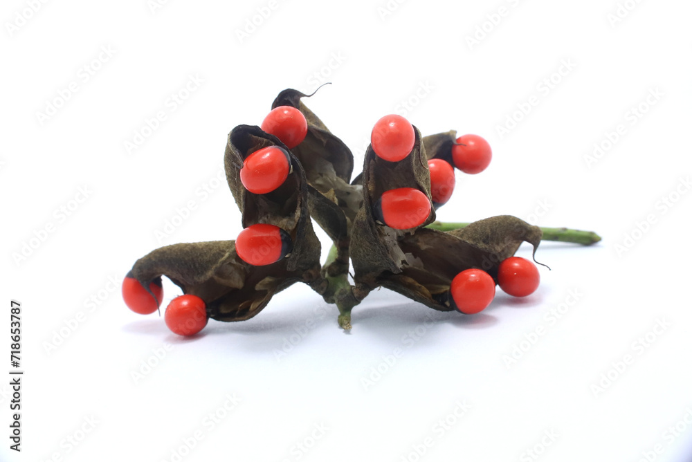 Lucky Bean Creeper (Abrus precatorius) pods of seeds / saga seeds on ...