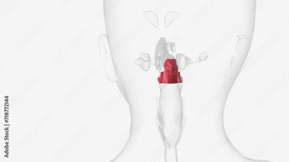 nasopharynx represents the most superior portion of the pharynx ...