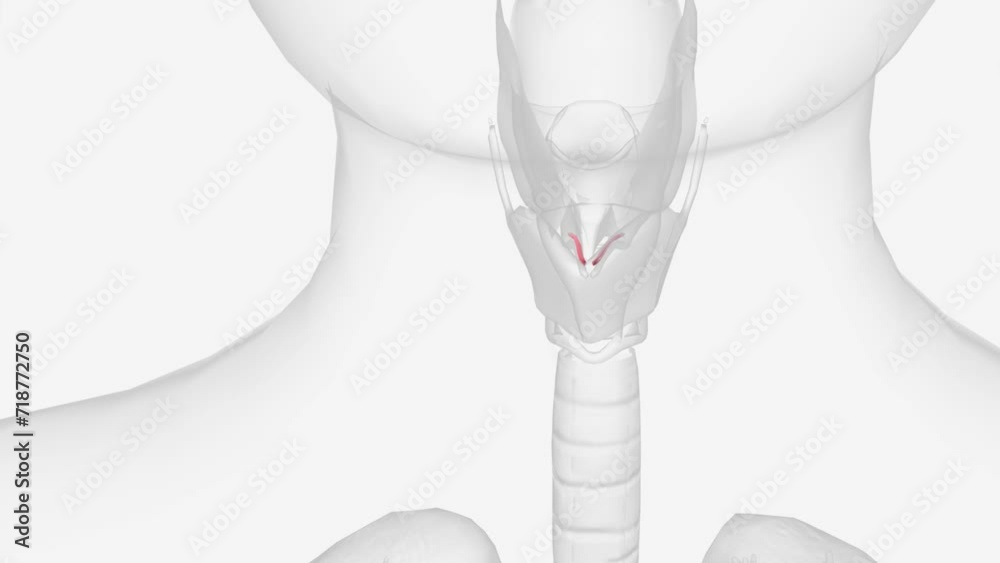 The vestibular fold is one of two thick folds of mucous membrane, each ...