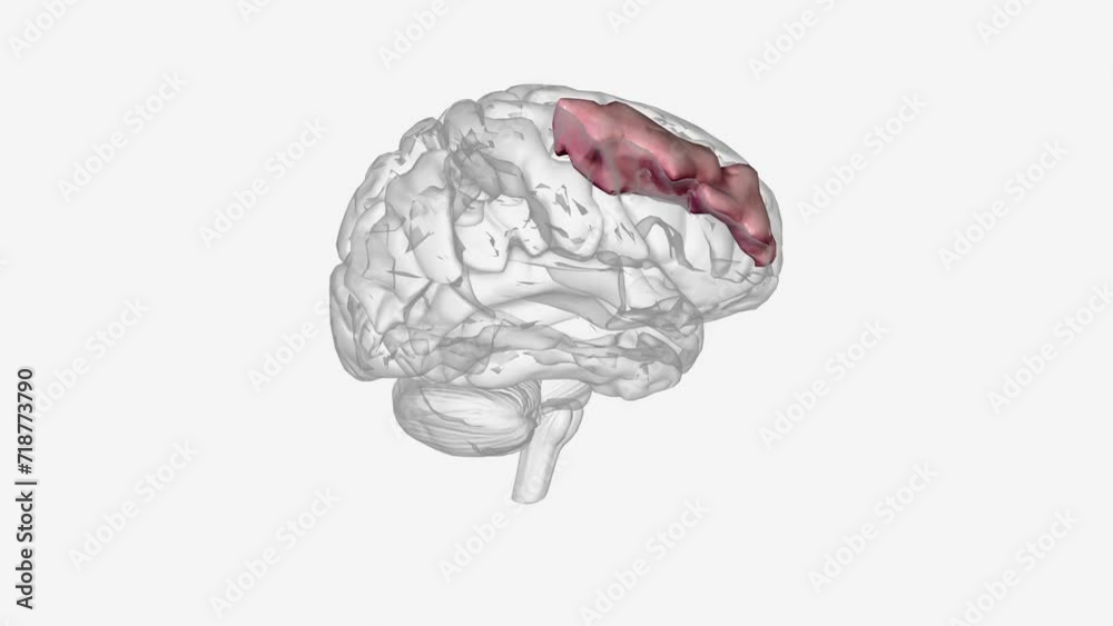 The middle frontal gyrus, like the inferior frontal gyrus and the ...