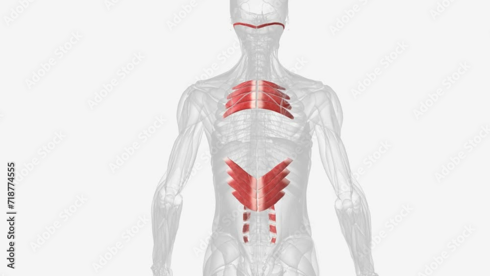 The extrinsic muscles include the trapezius, latissimus dorsi, rhomboid ...
