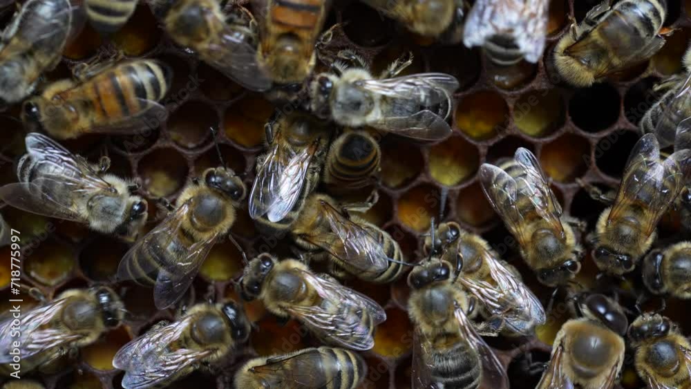 Colony bees on honeycomb in apiary. Beekeeping in countryside. Many ...