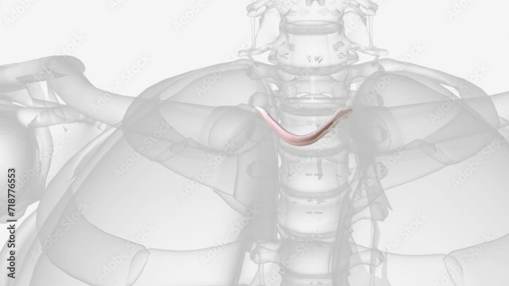 The interclavicular ligament is a flattened band, which varies ...