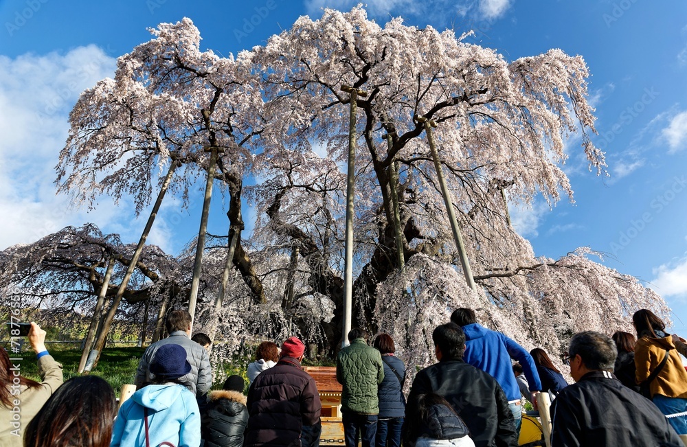 Beautiful Miharu Takizakura, a thousand-year-old cherry blossom tree ...