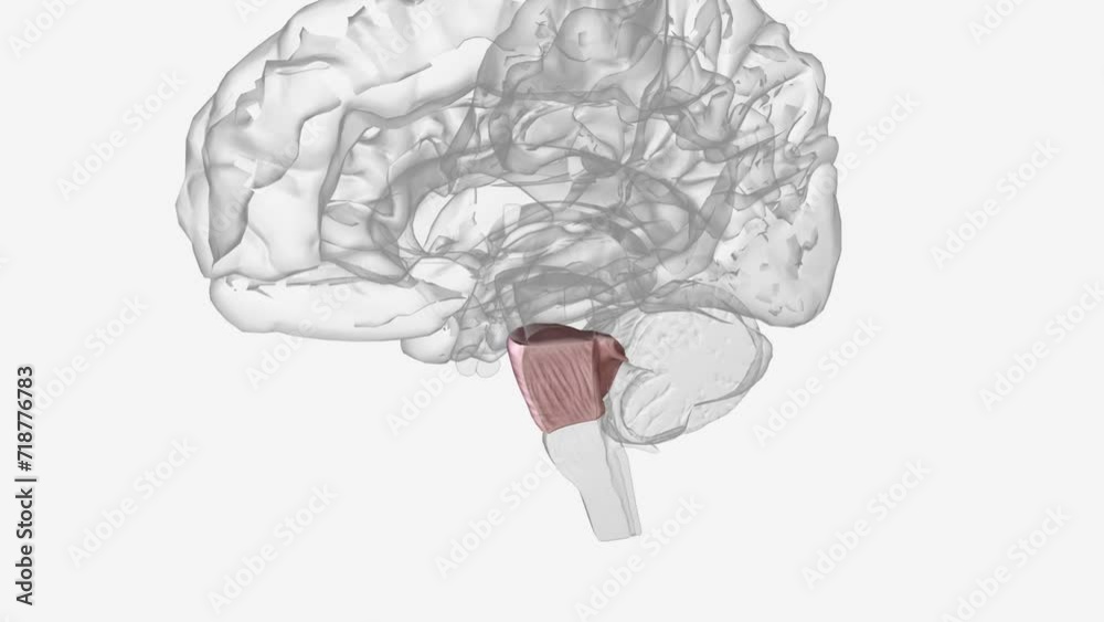 The pons is the portion of the brainstem between the midbrain above and ...