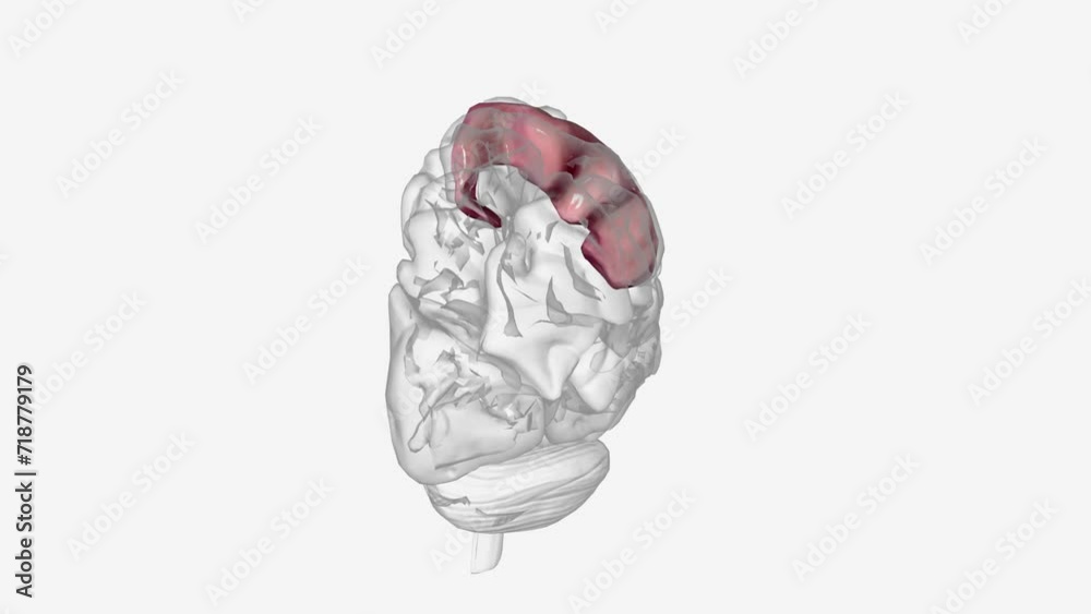 Video „The superior frontal gyrus is the medial most gyrus of the ...