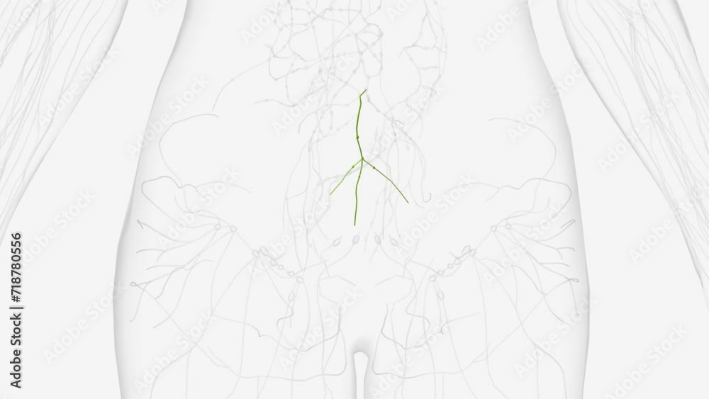 The sacral lymph nodes are placed in the concavity of the sacrum, Stock Video | Adobe Stock
