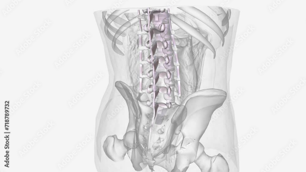 The major ligaments of the vertebral column include: the anterior and ...