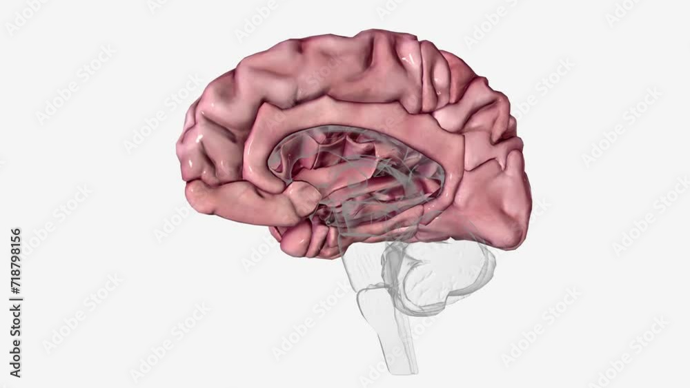 Vidéo Stock The Cerebral Cortex Also Known As The Cerebral Mantle Is The Outer Layer Of Neural