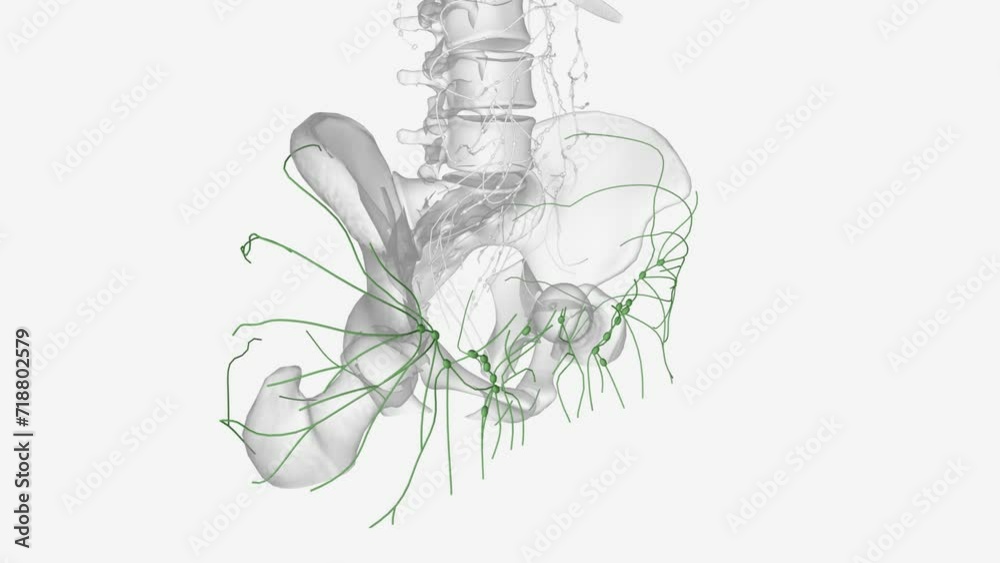 he lymphatic vessels of the lower limb can be divided into two major ...