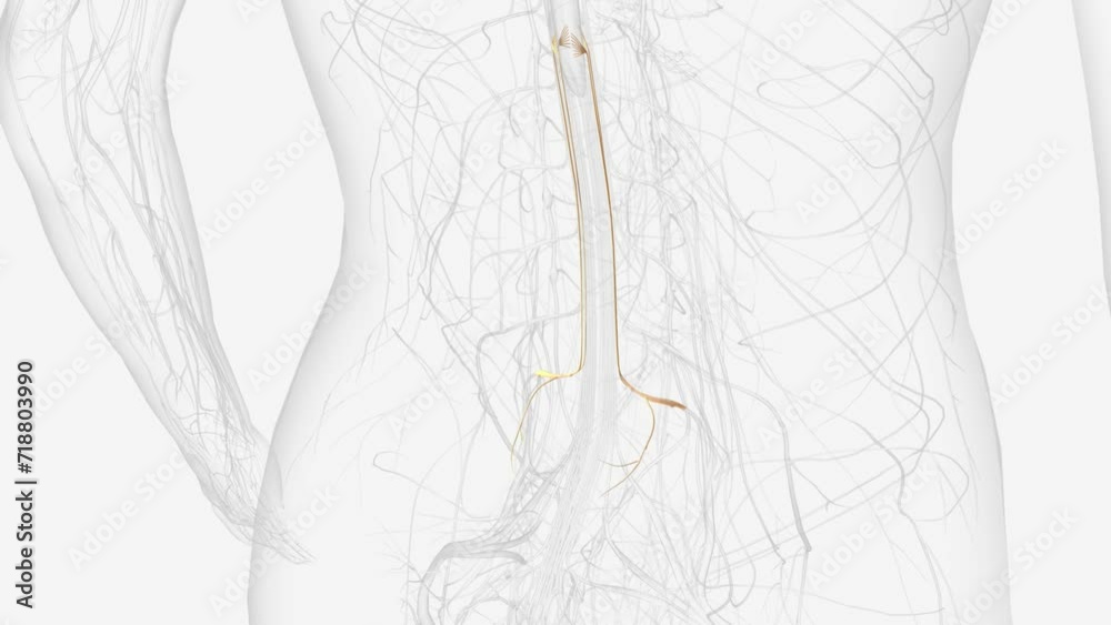 L5 spinal nerve provides sensation to the outer side of your lower leg ...