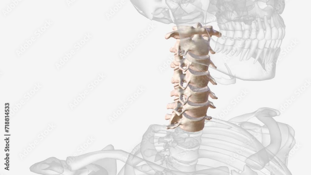The cervical spine (neck region) consists of seven bones (C1-C7 ...