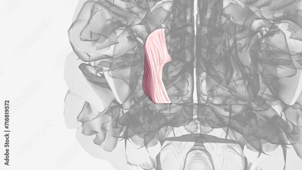 The internal capsule is a two-way tract for the transmission of ...