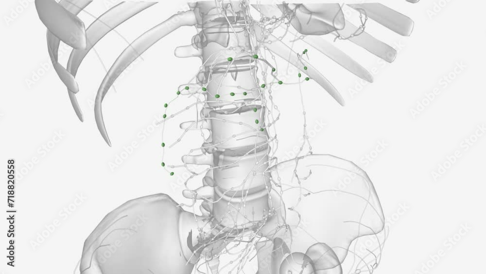 The colic lymph nodes are the large intestinal lymph nodes . Stock ...