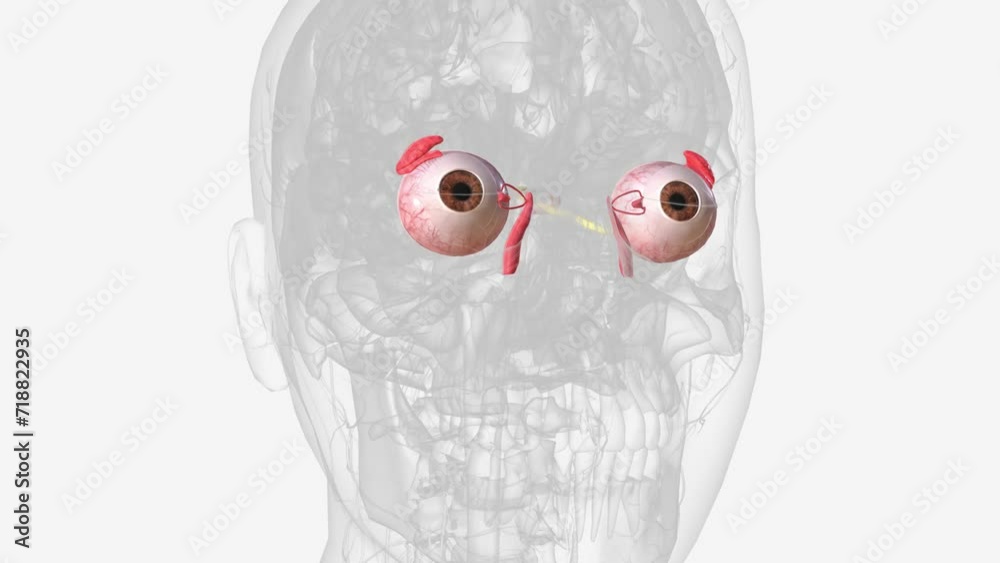 Vidéo Stock visual pathway begins with photoreceptors in the retina and ... Vidéo Stock visual pathway begins with photoreceptors in the retina and ...