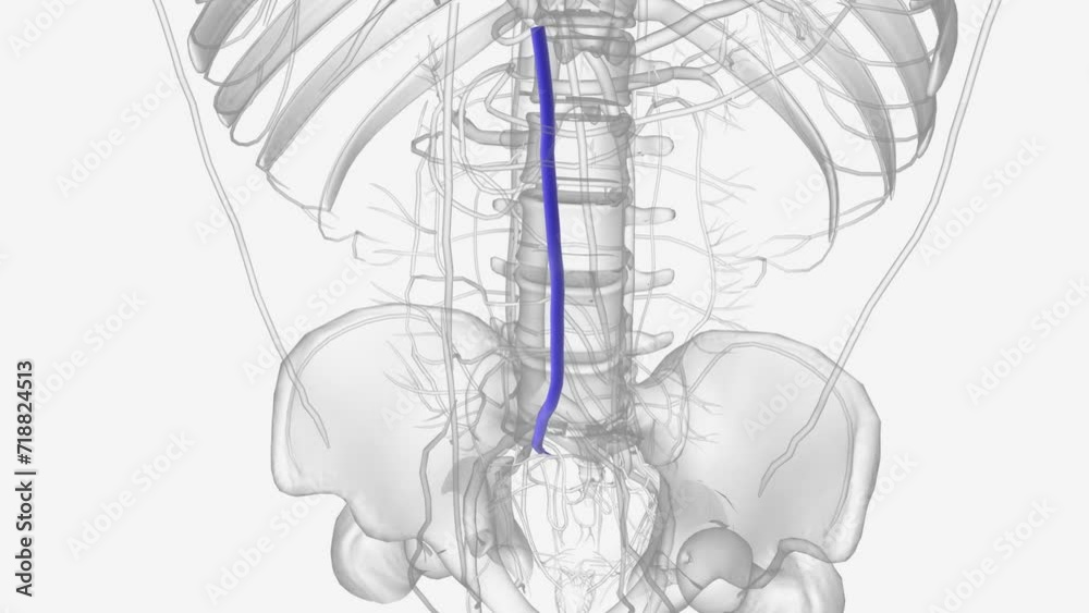 The superior mesenteric vein (SMV) originates in the right iliac fossa ...