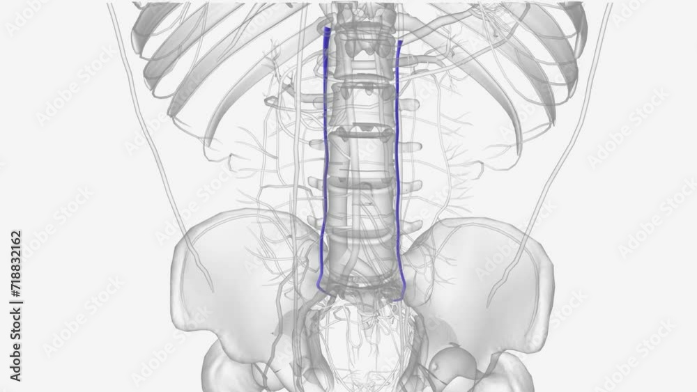 The ascending lumbar vein is a vein that runs up through the lumbar ...