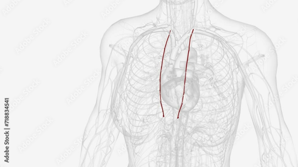 The internal thoracic artery (internal mammary artery) is a long ...