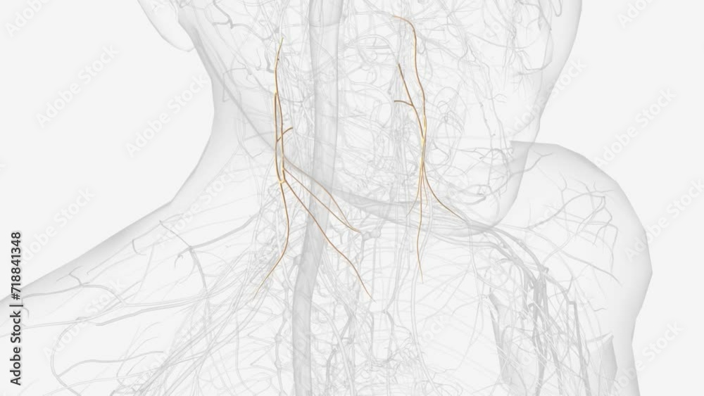 The ansa cervicalis is a loop formed by muscular branches of the ...