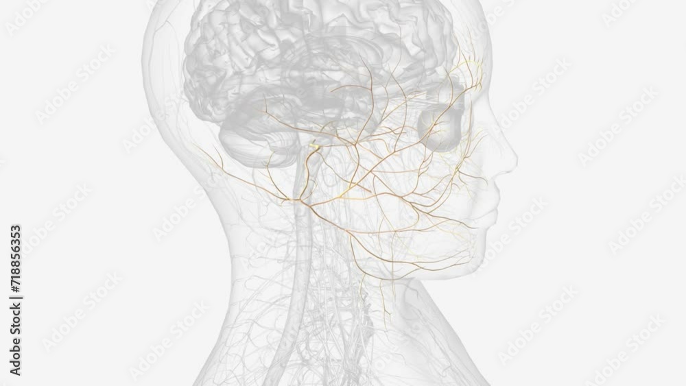 The abducens nerve is the sixth cranial nerve (CN VI). It is, along ...
