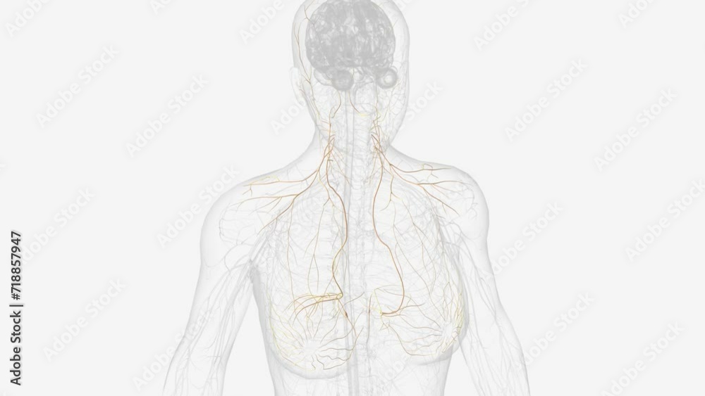 The cervical plexus is a conglomeration of cervical nerves formed by ...