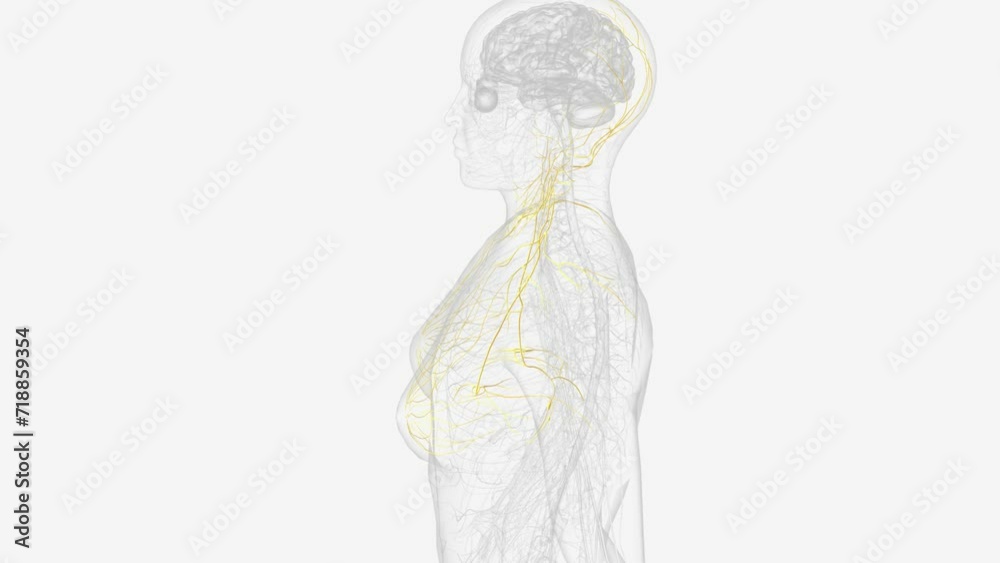 The cervical plexus is a conglomeration of cervical nerves formed by ...