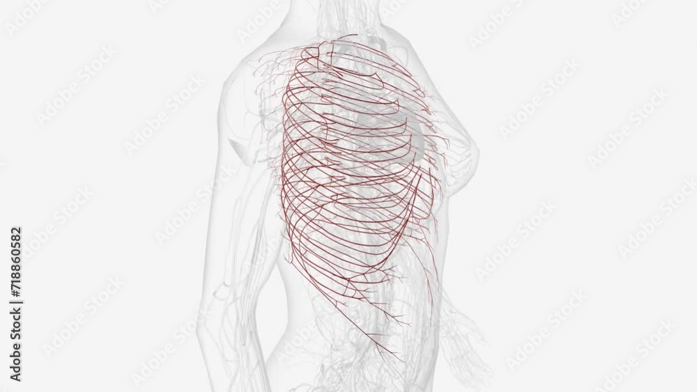 Intercostal arteries are posterior branches along the length of the ...