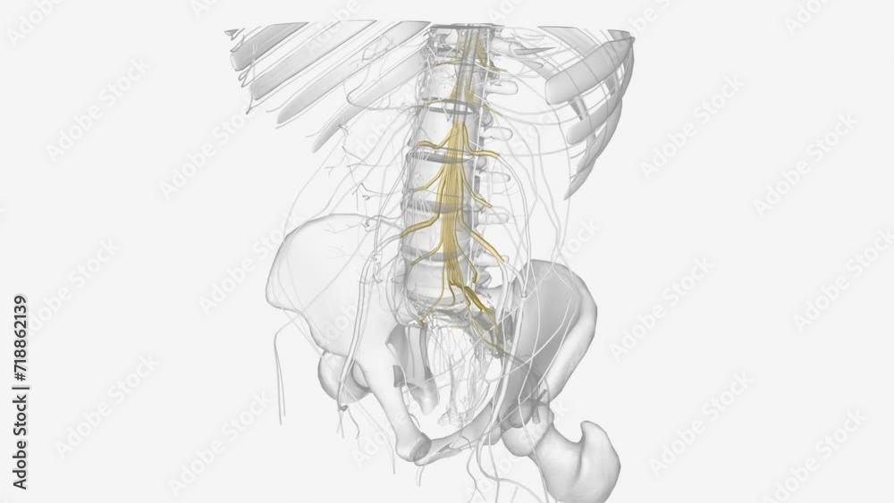 Spinal nerve, in vertebrates, any one of many paired peripheral nerves ...