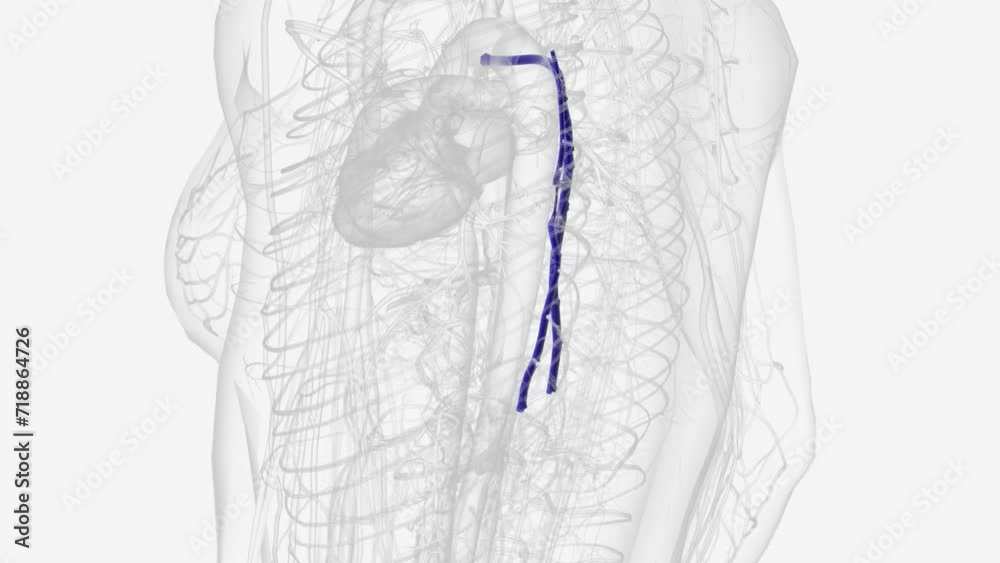 The azygos vein forms from the junction of the right subcostal veins ...