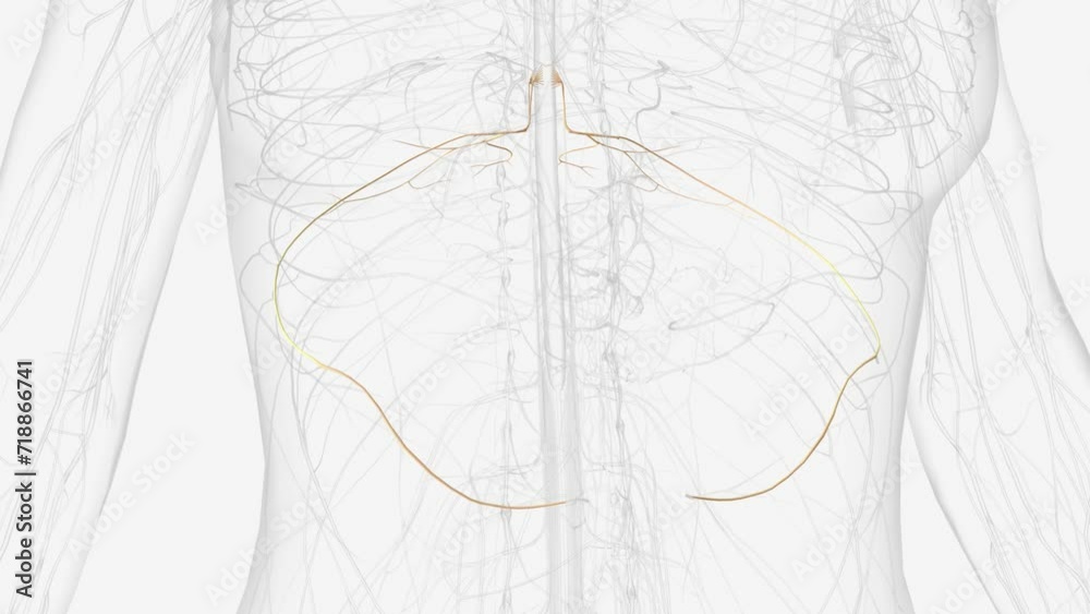 3D rendered medical animation of male anatomy - vagus nerves. plain ...