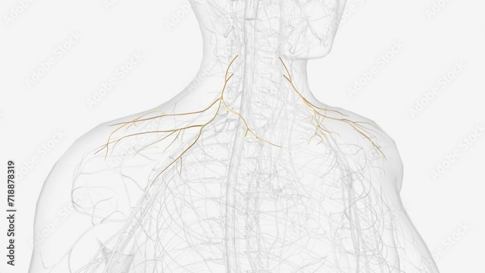 The supraclavicular nerve is a superficial sensory nerve that crosses ...