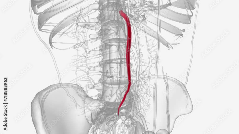 The superior mesenteric artery provides blood to the pancreas and parts ...