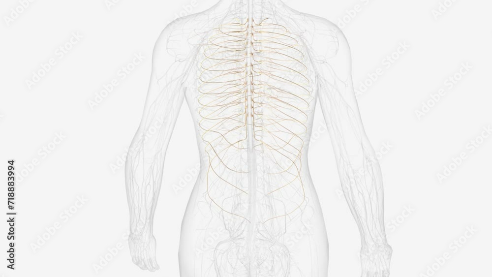 The thoracic spine has 12 nerve roots (T1 to T12) on each side of the ...