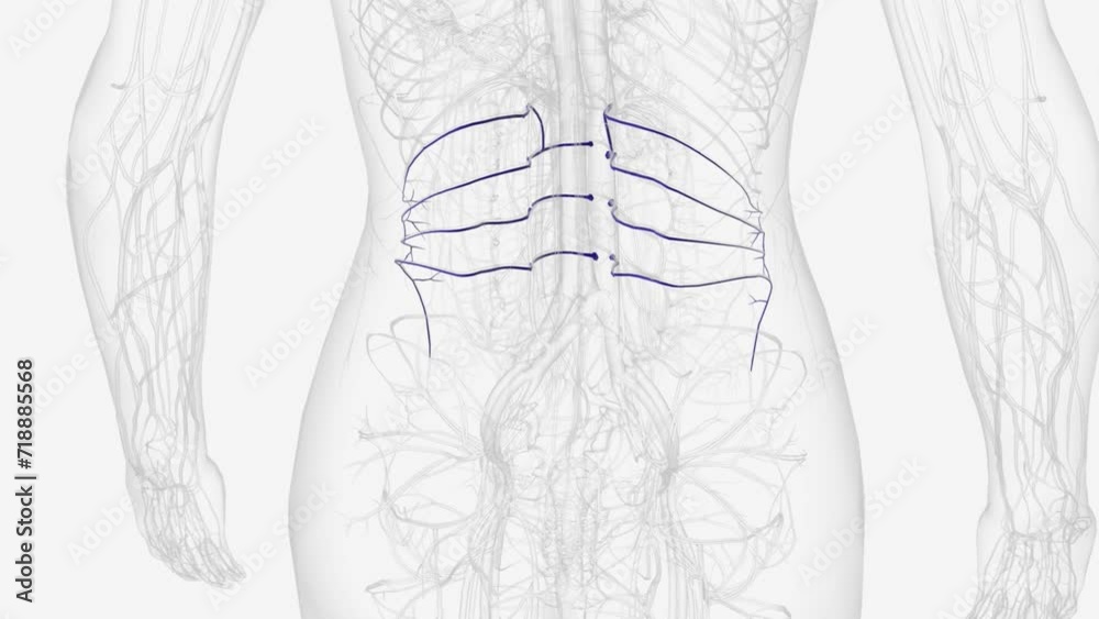 The lumbar veins are four pairs of veins running along the inside of ...