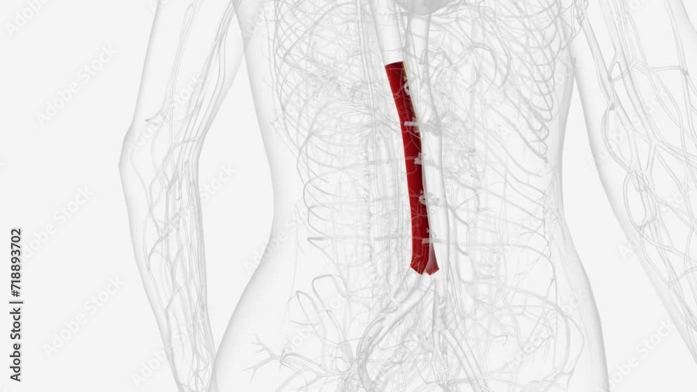 n human anatomy, the abdominal aorta is the largest artery in the ...