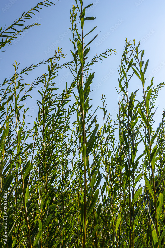 Salix purpurea purple willow or osier is a species of Salix native to ...