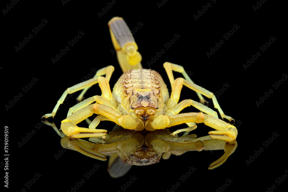 Deathstalker scorpion isolated on black, High venomous scorpion Stock ...