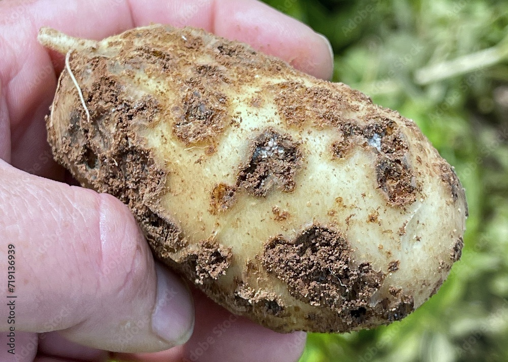Poster One potato with severe pitted common scab lesions held in a ...