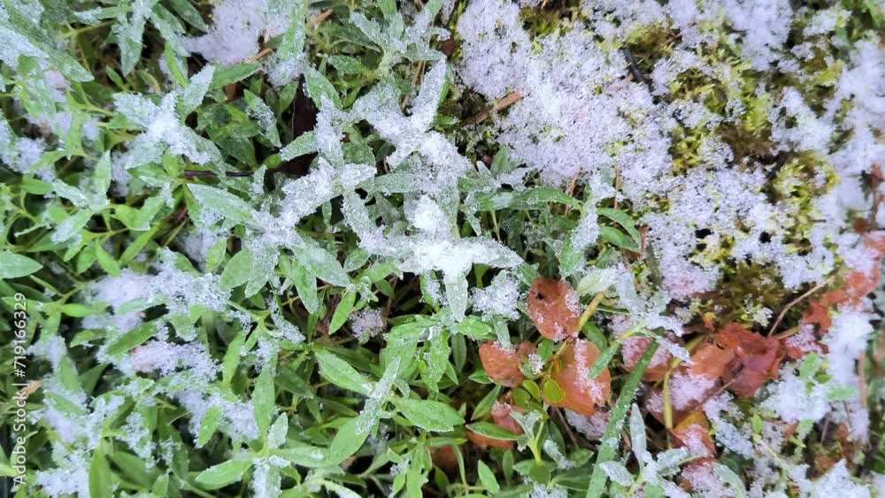 Vidéo Stock Frozen green grass and fluffy moss with withered brown ...