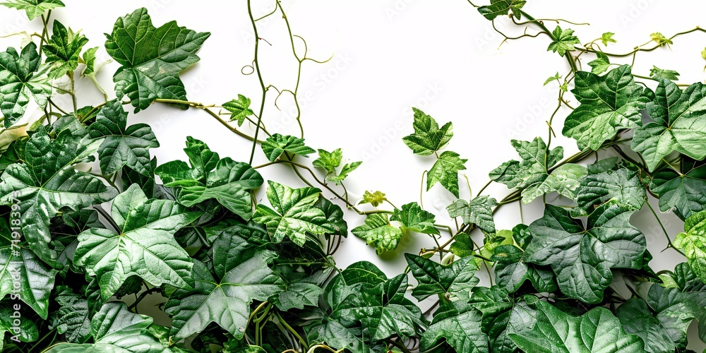 Wild jungle vegetation of tri-foliate cayratia or liana bush grapes ...